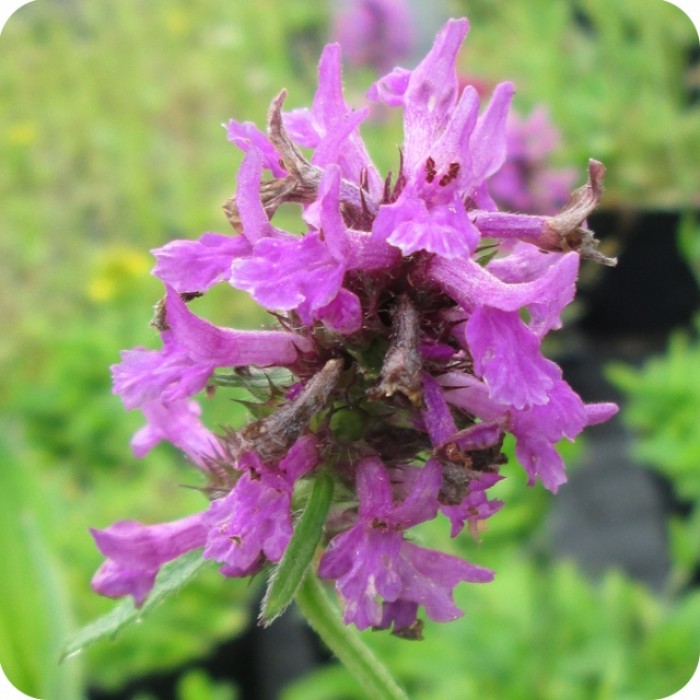 Betony (Betonica officinalis) plugs plants