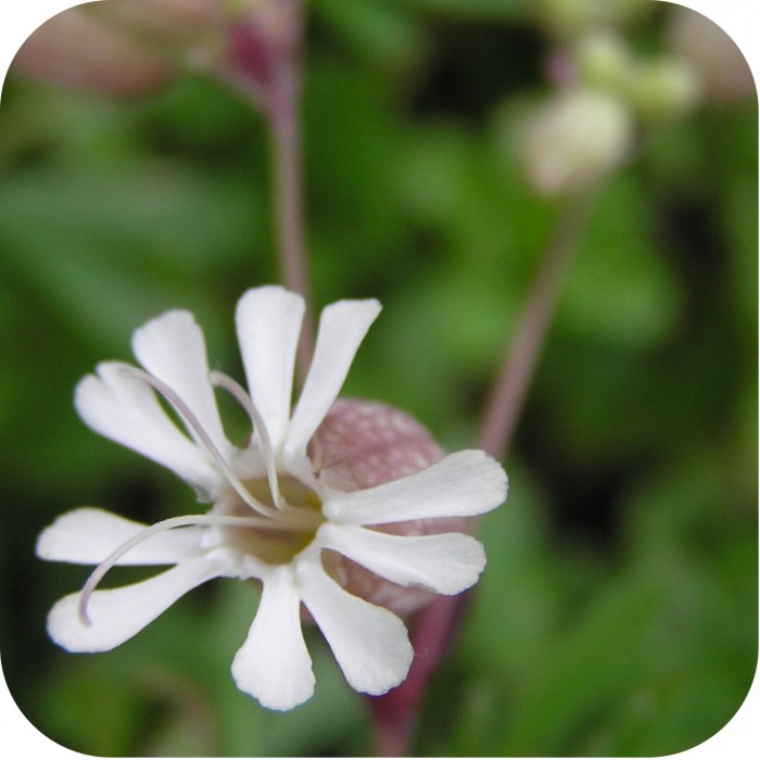 Bladder Campion (Silene vulgaris) plug plants