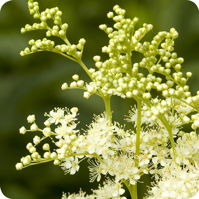 Meadowsweet (Filipendula ulmaria) plug plants
