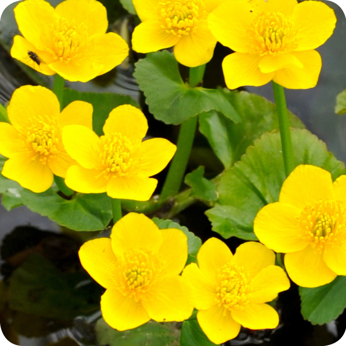 Marsh Marigold (Caltha palustris) plug plants