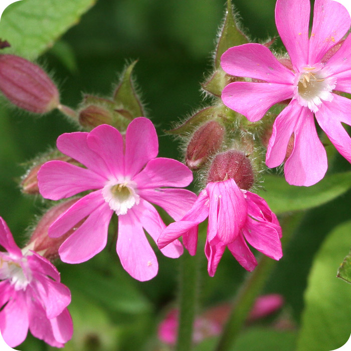 Red Campion (Silene dioica) plug plants