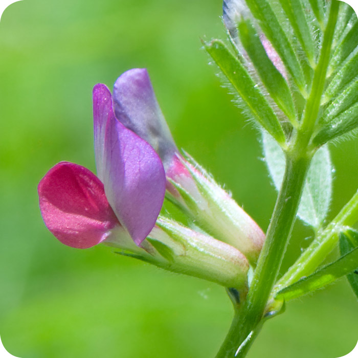 Common Vetch (Vicia sativa) plug plants