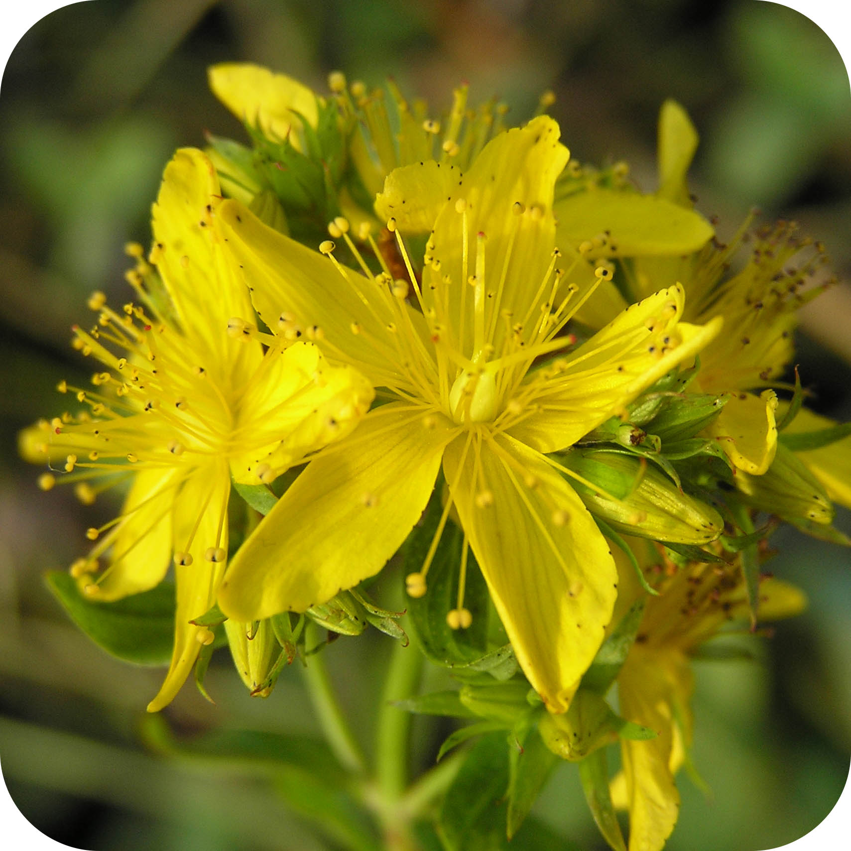 Perforate St John's-wort (Hypericum perforatum) plug plants - Cumbria ...