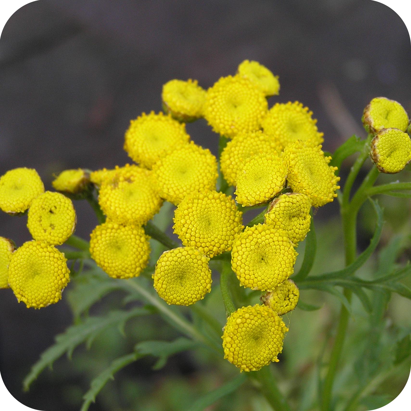 Tansy (Tanacetum vulgare) plug plants - Cumbria Wildflowers